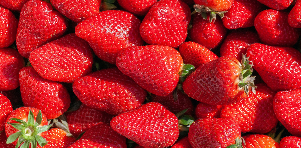 Berry Delight Workshop | Wollongong Botanic Garden