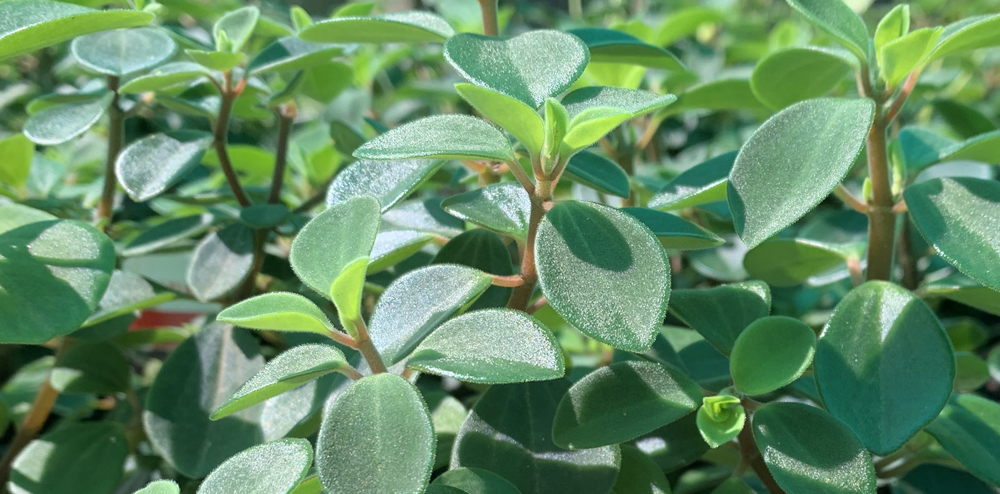 Greenplan Plant Sale | Wollongong Botanic Garden