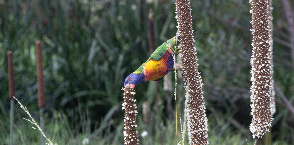 Bird-spotting Walks | Wollongong Botanic Garden