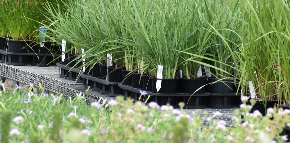 Greenplan Plant Sale | Wollongong Botanic Garden