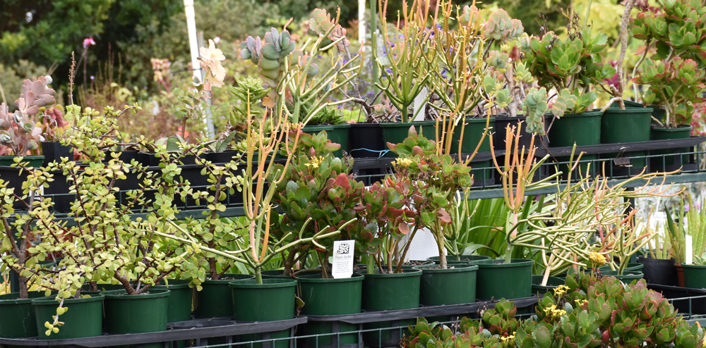 Greenplan Plant Sale | Wollongong Botanic Garden